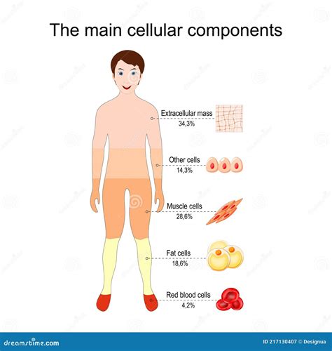 Image result for Components of Human Cell Only