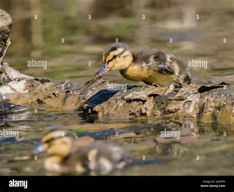 Image result for Spring Ducklings