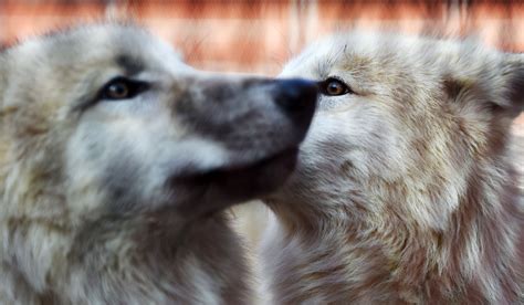 Image result for Zoo Animals Wolves