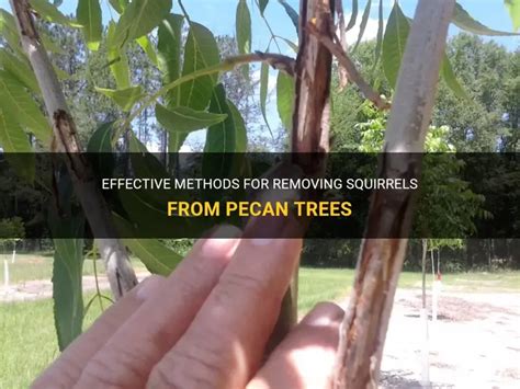 Image result for Getting Squirrels Out of Trees