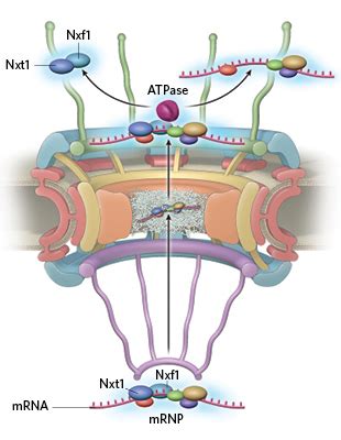 Image result for Function of Nuclear Pore Complex