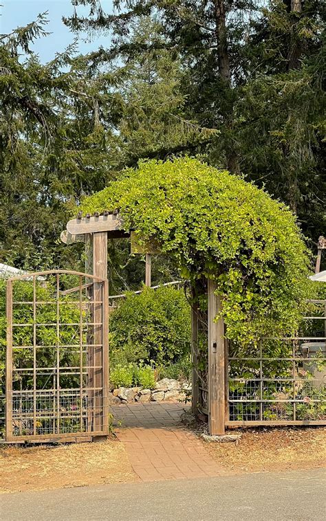 Image result for Fever Tree Salt Spring Island