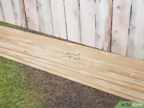 Image result for How to Catch a Lizard