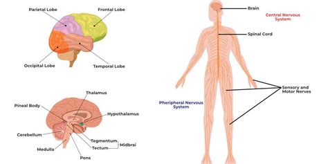Image result for Central Neuron System