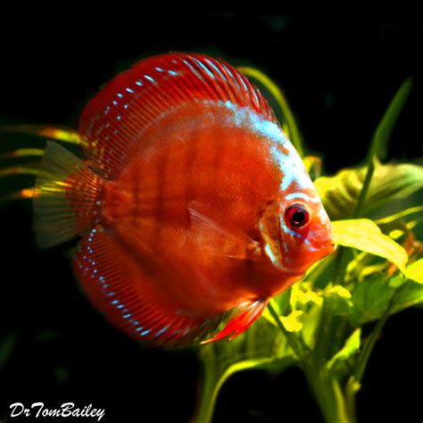Image result for Red Discus Fish