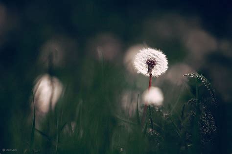 Image result for Horizontal Slider Web Design