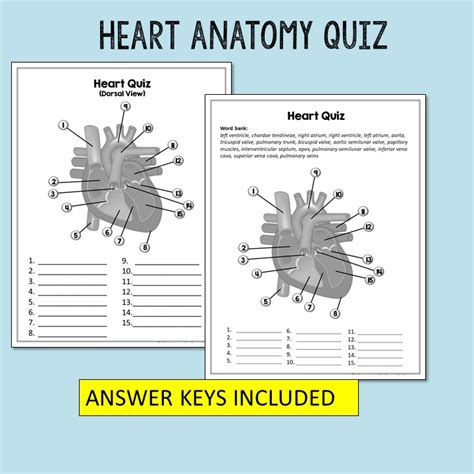 Image result for Human Heart Dissection