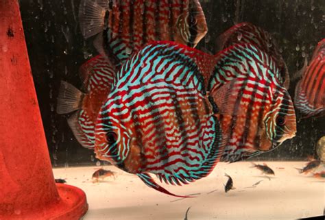 Image result for Types of Discus Fish Breeds