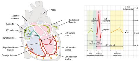 Image result for PR Interval Duration Normal