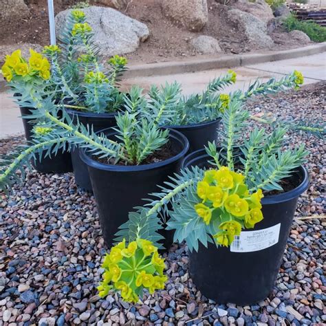 Image result for Garden Gopher