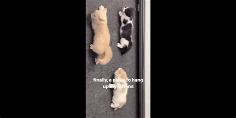 Image result for Chatons Mignons