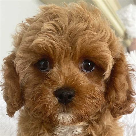 Image result for Sheltie Cavapoo Puppy