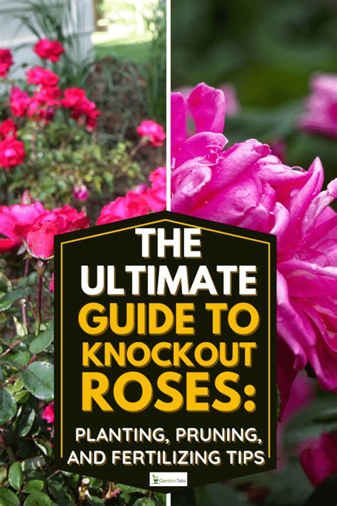 Image result for Pruning Knockout Roses for Spring