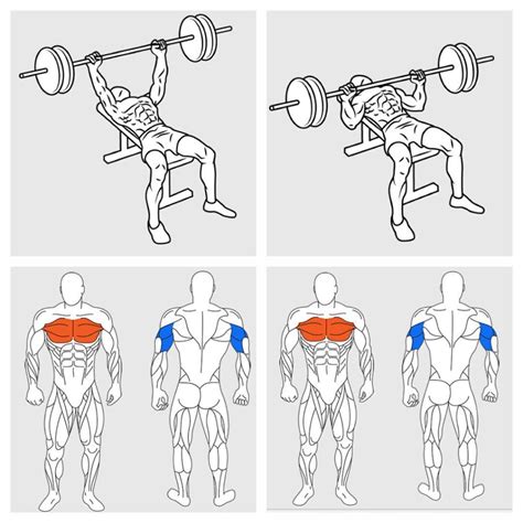 Bench Press Chest Workout | Fitness Workouts & Exercises