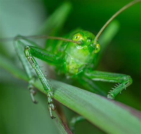 Image result for Cricket Side View Insect