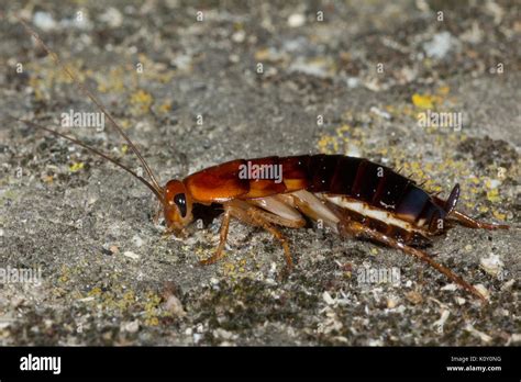 Image result for Cockroach Side View