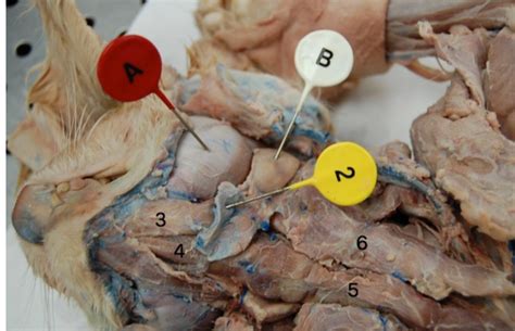 Image result for How to Build Neck Muscles Chart