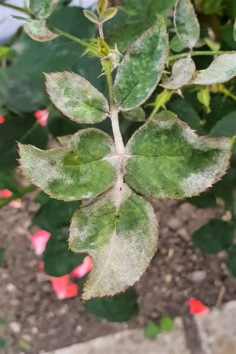 Image result for Rose Bush Problems