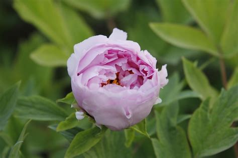 Image result for Spring Flower 330