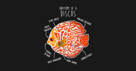 Image result for Discus Fish Anatomy