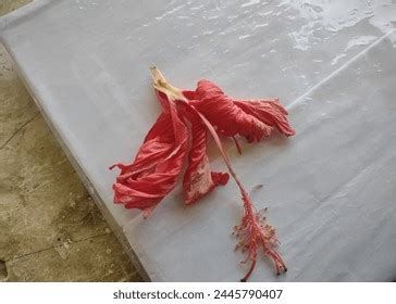 Image result for Hibiscus Flower Dissection