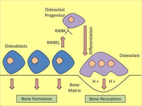 Image result for Normal Bone Formation