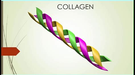 Image result for Collagen Structure