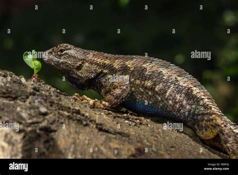 Image result for Tree Lizard Trap