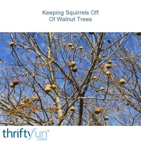 Image result for Getting Squirrels Out of Trees