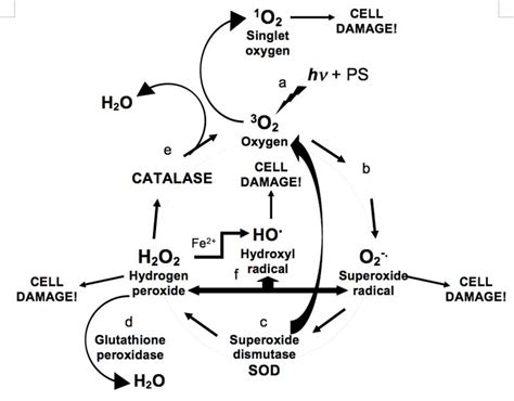 Image result for Catalase H2O2 Reaction