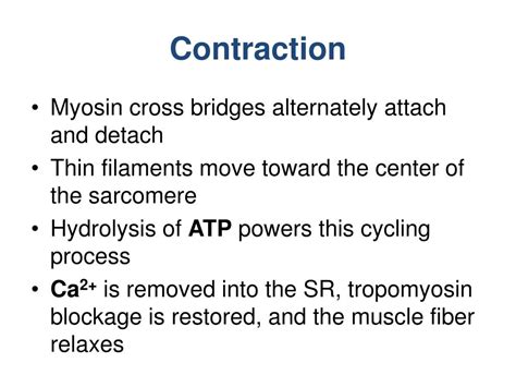 Image result for Muscle Contraction Cycle