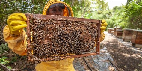 Image result for Insect Production