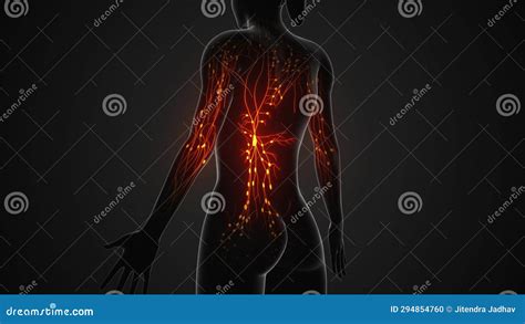 Image result for Female Lymphatic System