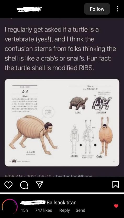 Image result for Cursed Turtle Man