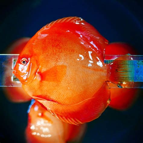 Image result for Red Melon Discus