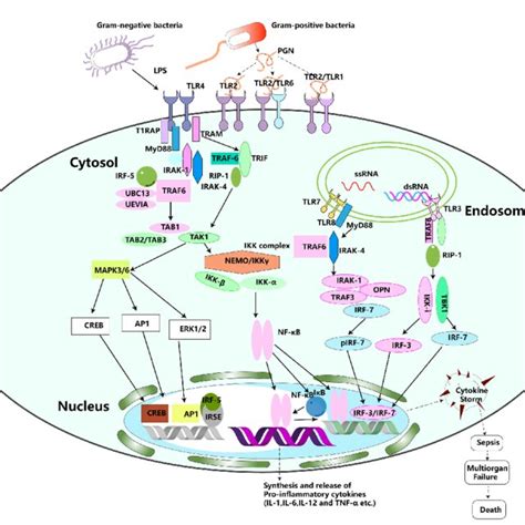 Image result for TLR Signaling Pathway