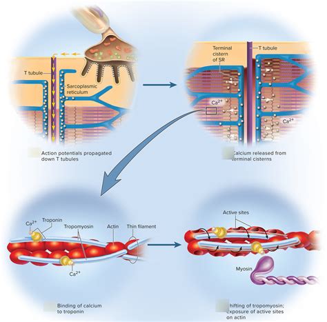 Image result for Label Structures Associated with Excitation-Contraction Coupling