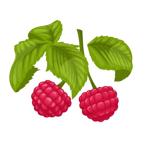 Image result for How to Plant Raspberry