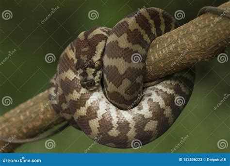 Image result for Top-End Carpet Python
