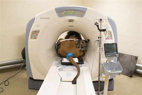 Image result for Cat Scan