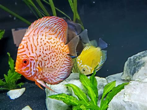 Image result for Red Rafflesia Discus