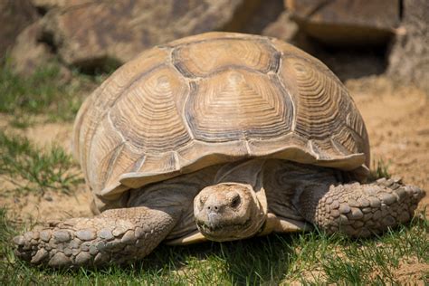 Image result for Large Tortoise