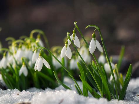 Image result for Snowdrop Early Spring Flowers
