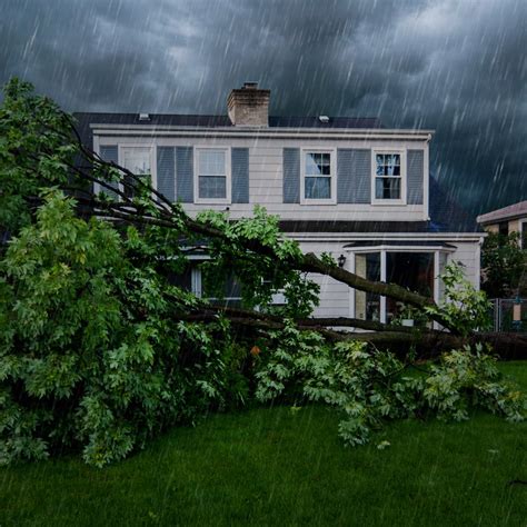 Image result for Tree Lift