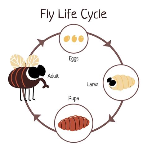 Image result for Fly Life Cycle