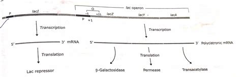 Image result for Lac Operon Mutations