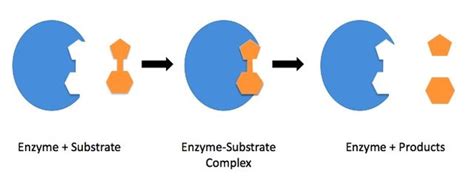 Image result for Substrate Reactions