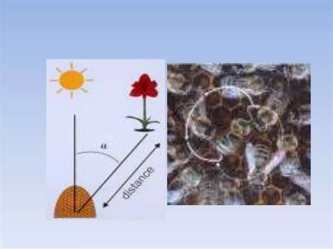 Image result for Cricket Insect Communication