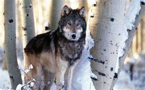Image result for Timber Wolf