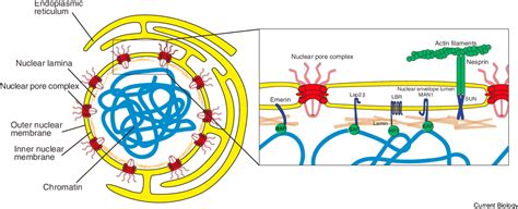 Image result for Nuclear Envelope Function